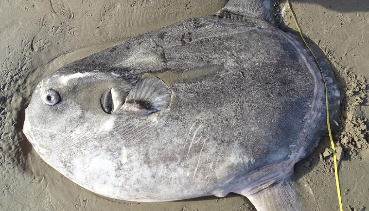 Un enorme y extraño pez aparece en una playa de California
