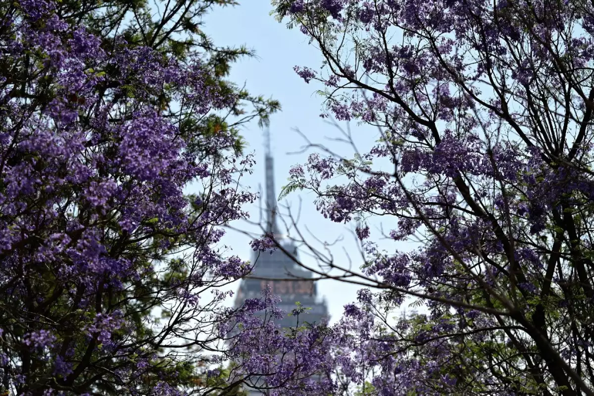 Flores nativas de la CDMX, ¿la jacaranda es una de ellas?