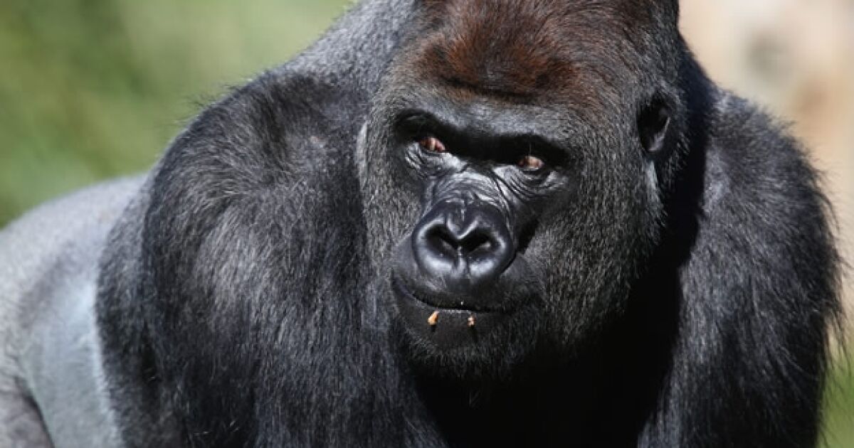 Una muela de 25 millones de años revela la conexión entre monos y simios