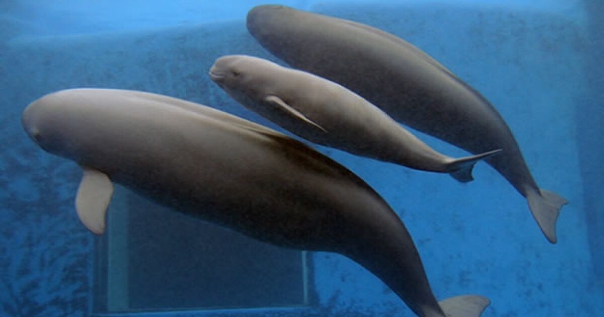 La marsopa sin aleta, una especie que lucha por sobrevivir en China