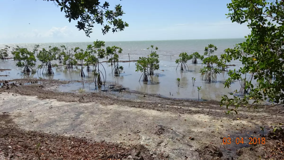Surgidero de Batabanó: una historia de deforestación centenaria en el ...