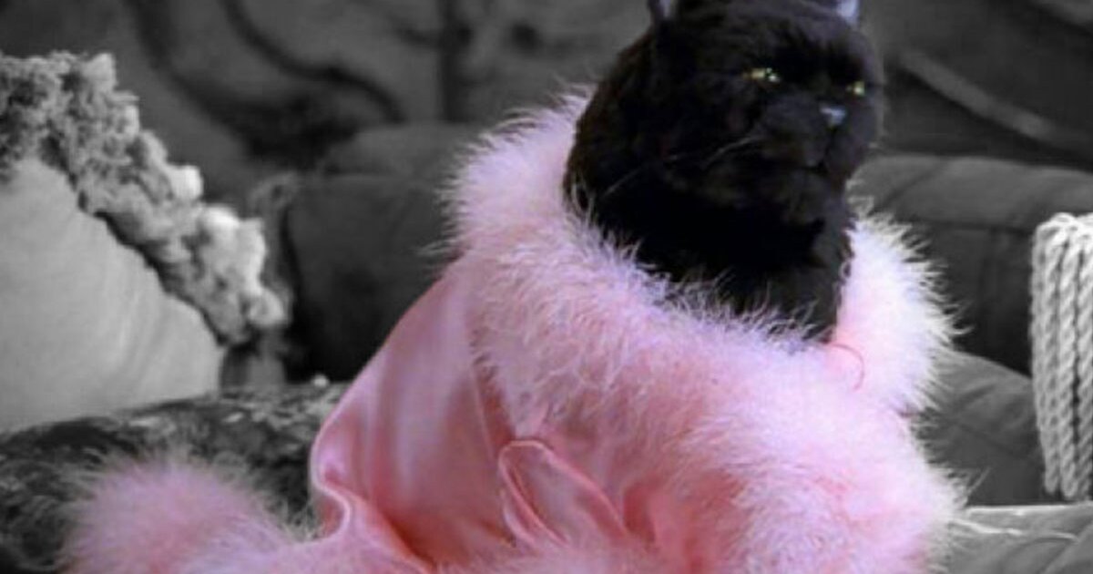 Salem, el gato de Sabrina, brilla en la red carpet de la serie