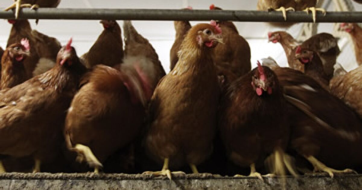 Bachoco compra granja en Arkansas