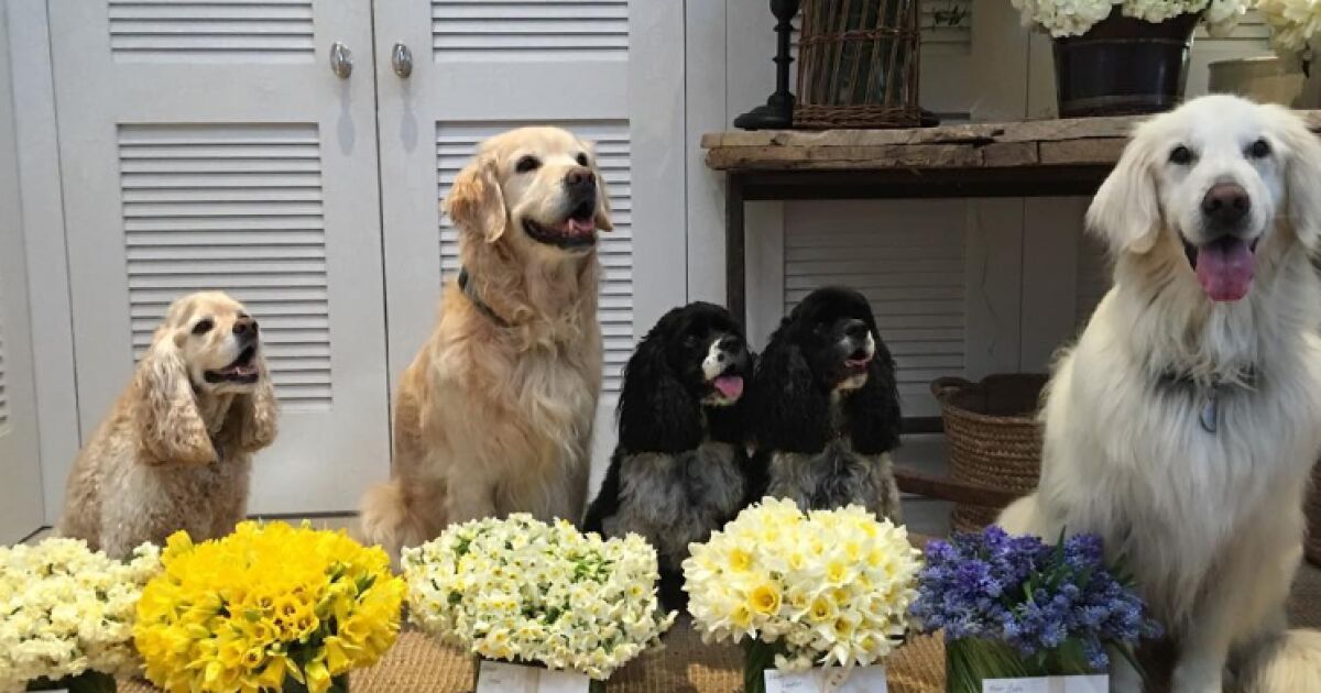 ¡Guau! Estos son los 5 perros más ricos del mundo