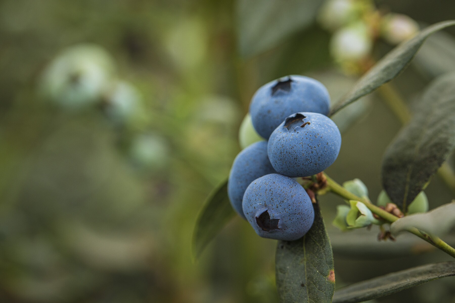 México inicia defensa exportaciones arándano azul hacia EU