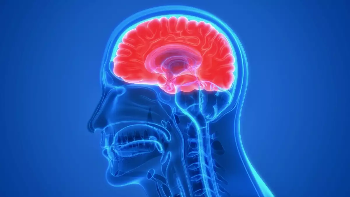Científicos hallan la “brújula interna” que permite al cerebro mantener ...