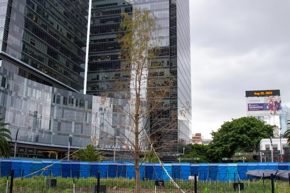 Especialista descarta muerte del Ahuehuete en Paseo de la Reforma