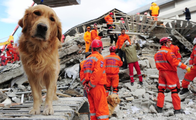¿Cómo es un perro de rescate?