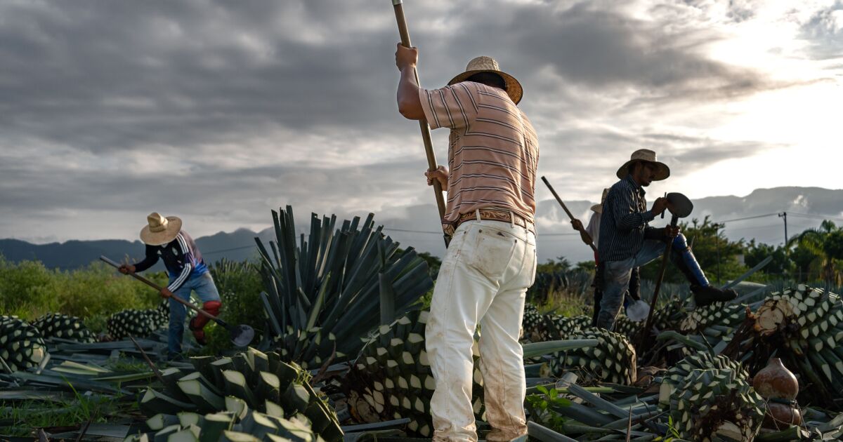 Celosa Rosé: el tequila que quiere posicionarse en México tras ...