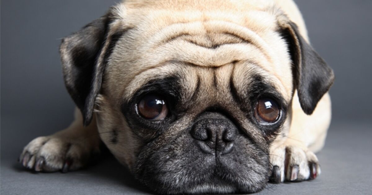 Nueve adorables mascotas de patas cortas