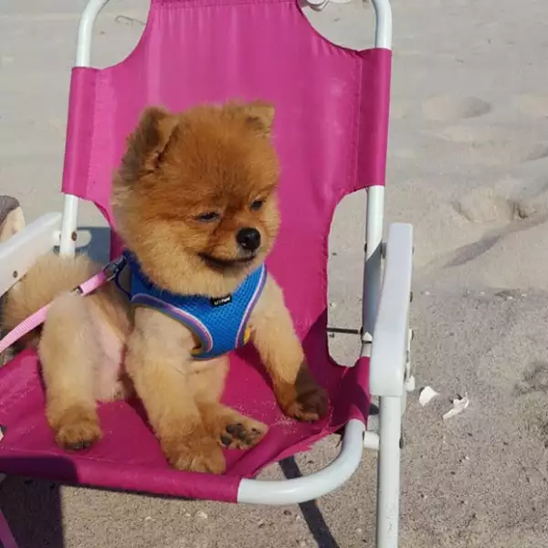 Las fotos más tiernas de los famosos y sus mascotas