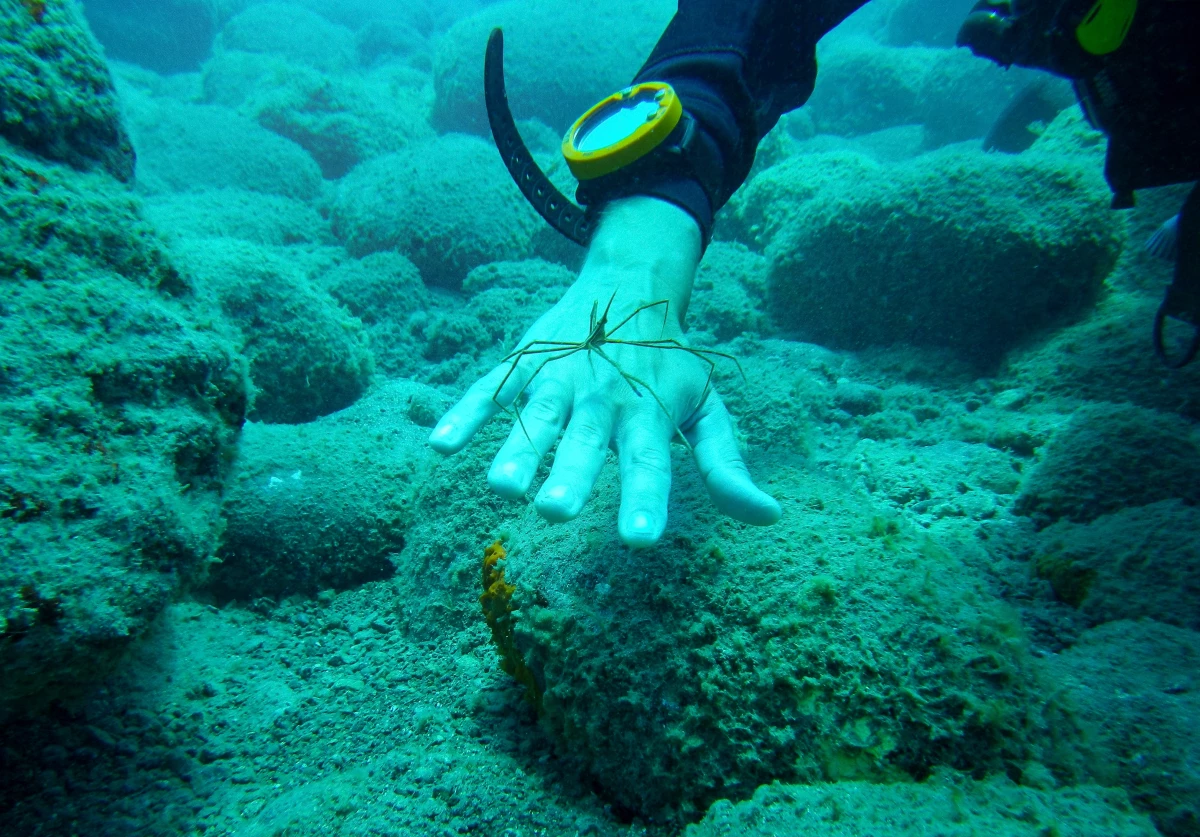 Estudio afirma que las arañas marinas pueden regenerar partes de su cuerpo