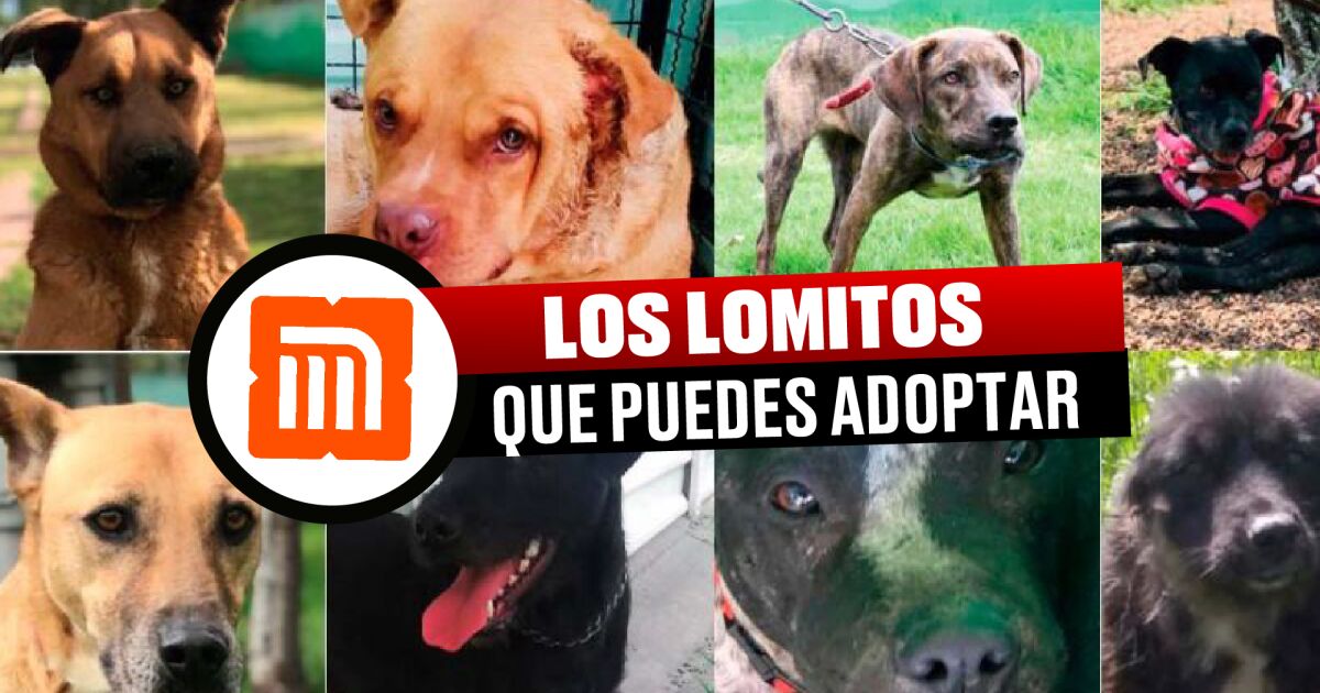 Los perritos rescatados del Metro que puedes adoptar