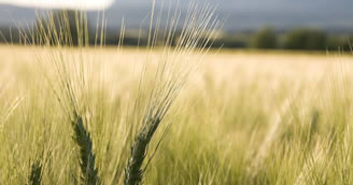 Luz verde para el trigo transgénico