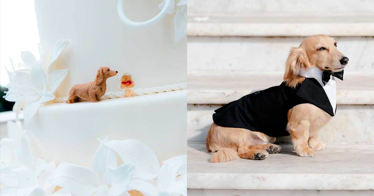 Leo Leclerc: la historia del perrito de Alexandra Saint Mleux y Charles ...