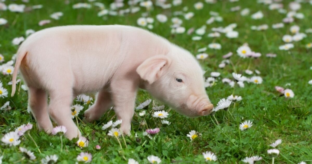 Los cerdos miniatura ya tendrán una cafetería para interactuar