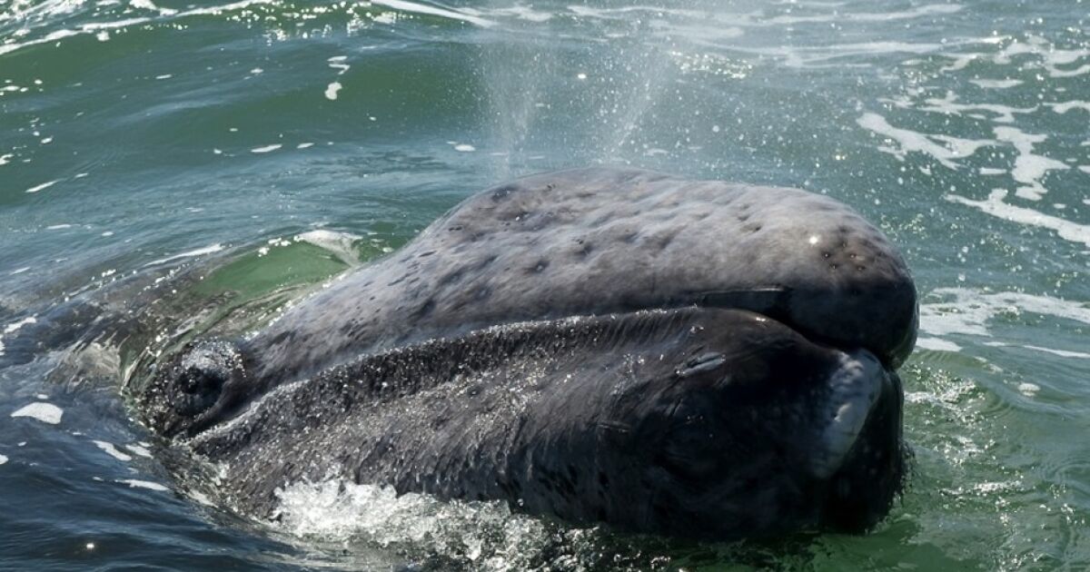 Una ballena gris nada 22,500 kilómetros y rompe récords
