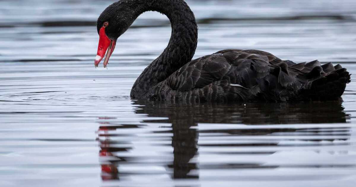 Prepárate para el próximo cisne