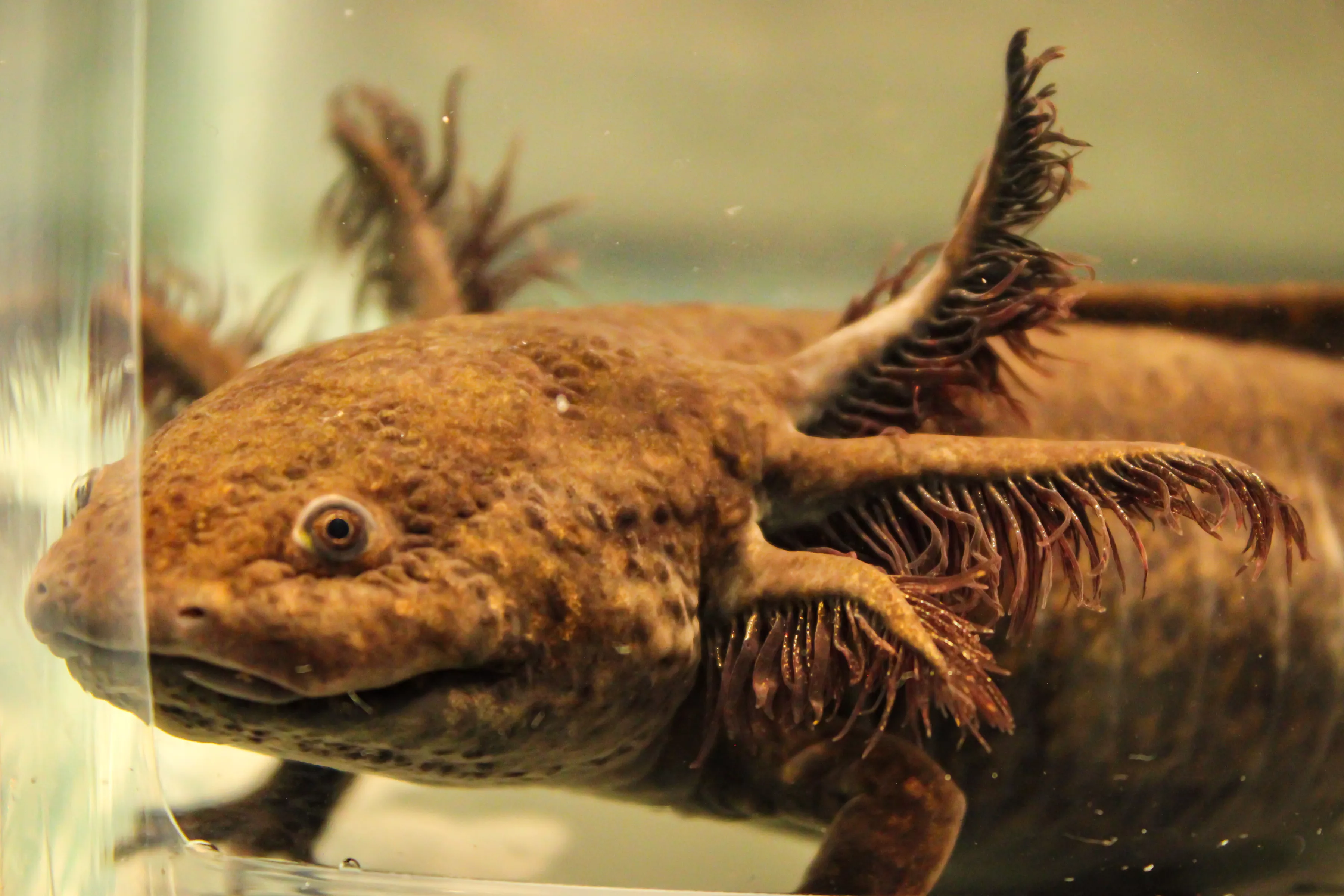 AdoptAxolotl, el proyecto de la UNAM para salvar los axolotes en Xochimilco