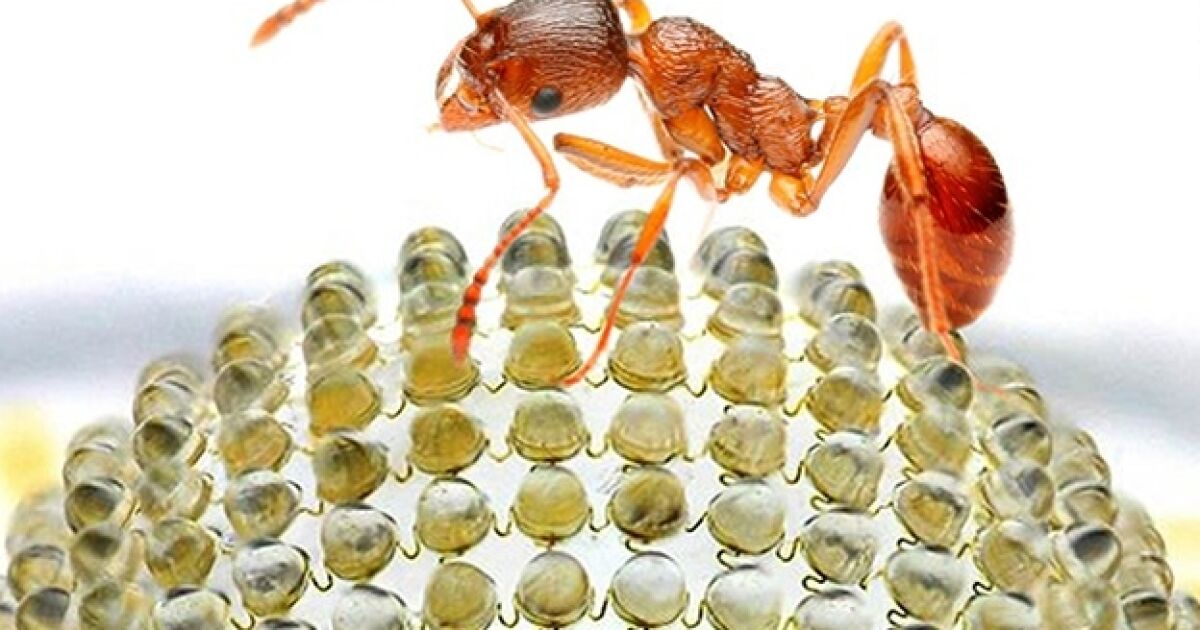 Una cámara con más de 100 lentes te muestra cómo ven los insectos