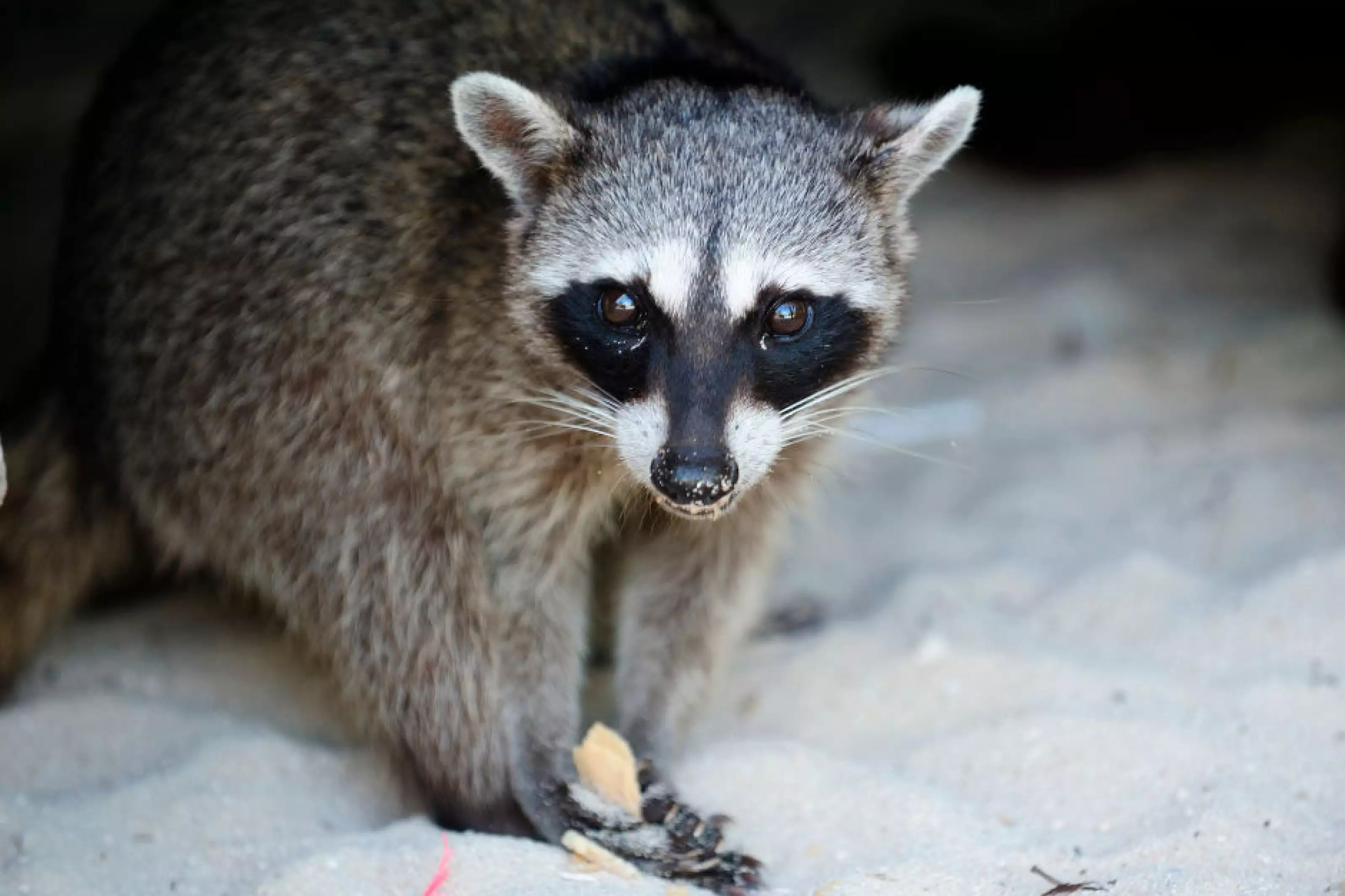 FOTOS: un safari fotográfico de animales endémicos de México