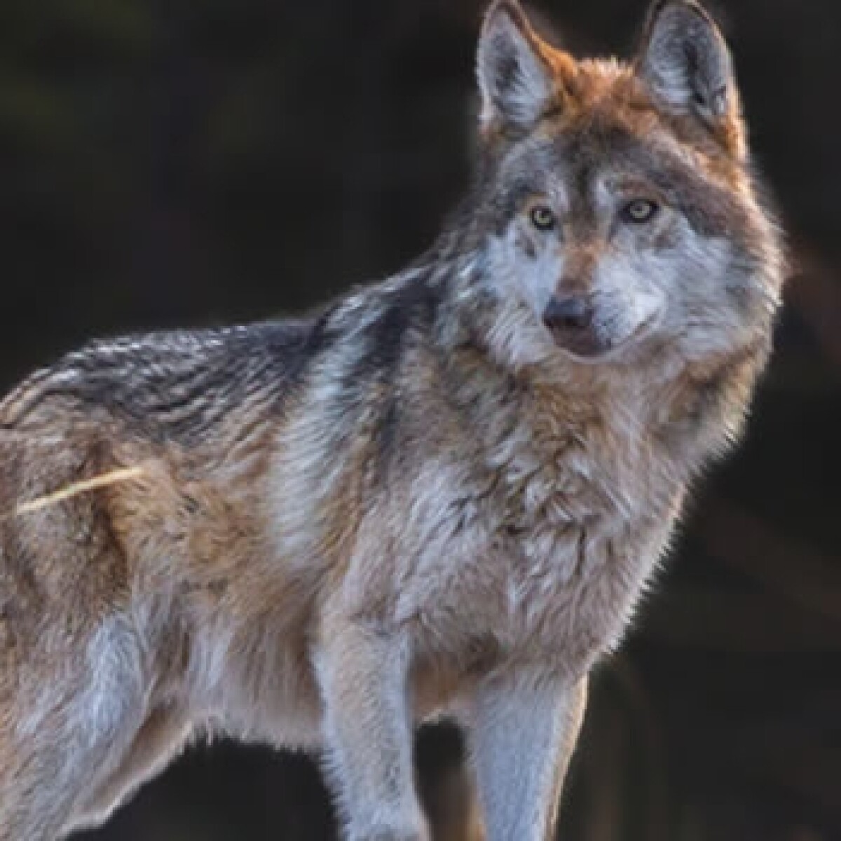 El lobo mexicano, ¿podrá volver a existir en su hábitat natural?