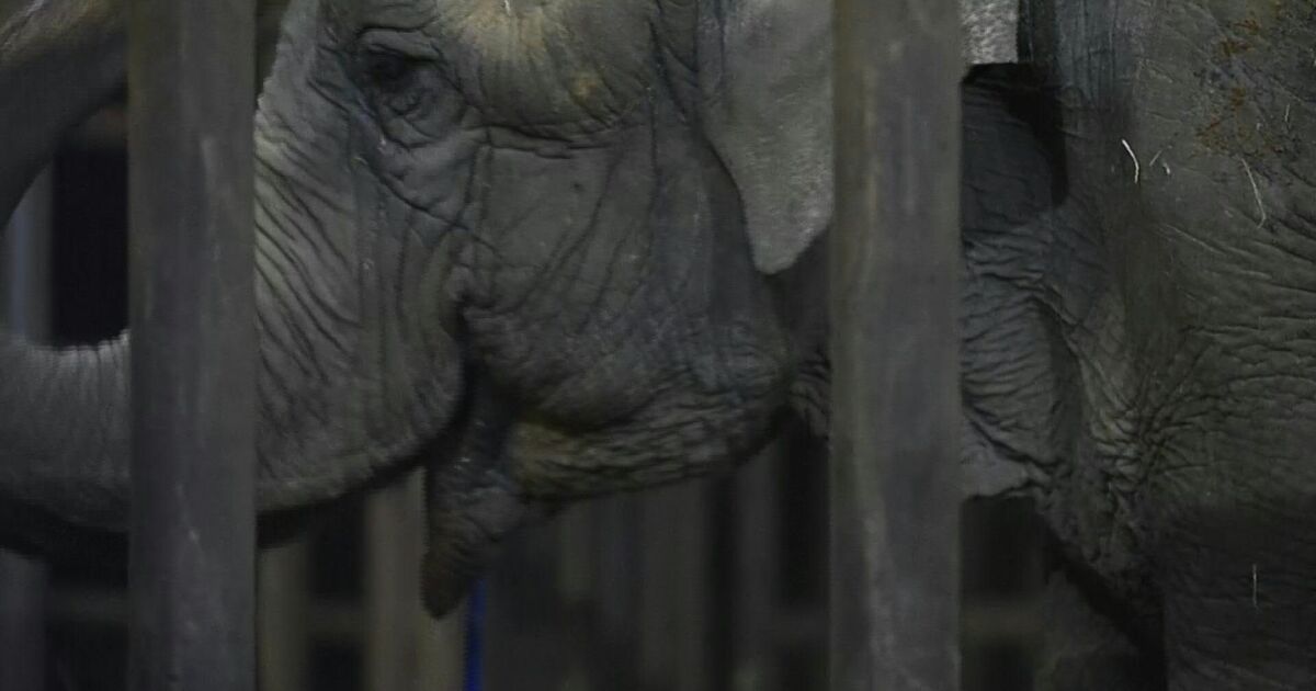 Esta elefanta fue rescatada de un circo y ahora llega a un santuario en ...