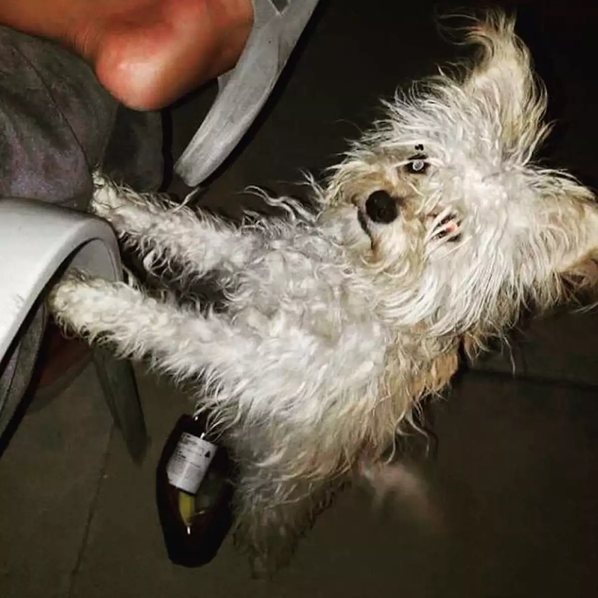 Tras perder a su perrito Mighty, Orlando Bloom adopta a un cachorrito