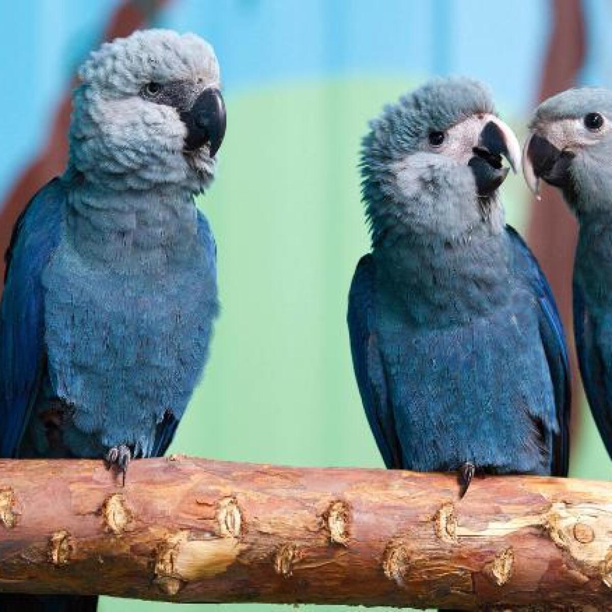 El ave que inspiró la película Río se extingue en su hábitat natural