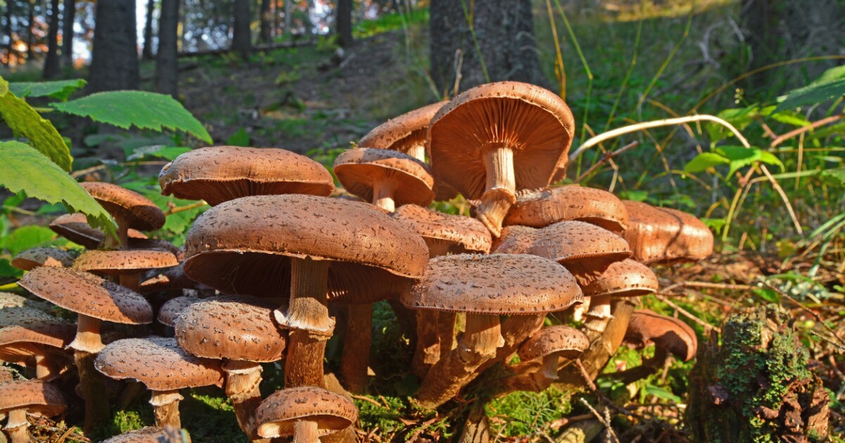 El hongo zombi que salva vidas y al planeta