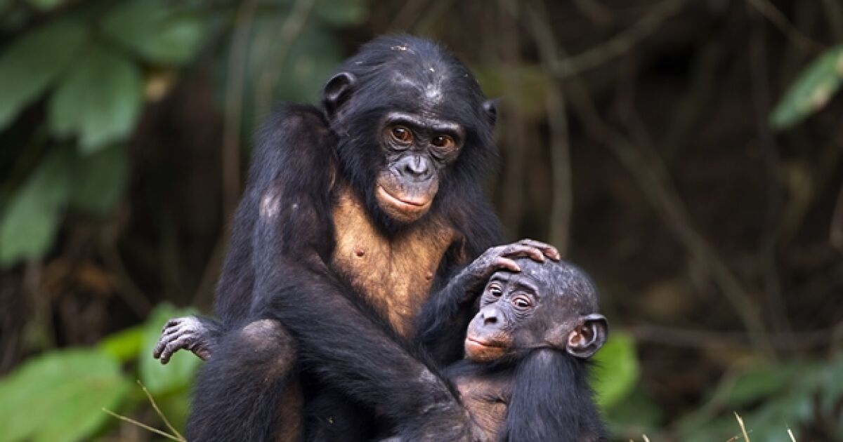 Los simios bonobos del Congo luchan por sobrevivir en medio de conflictos