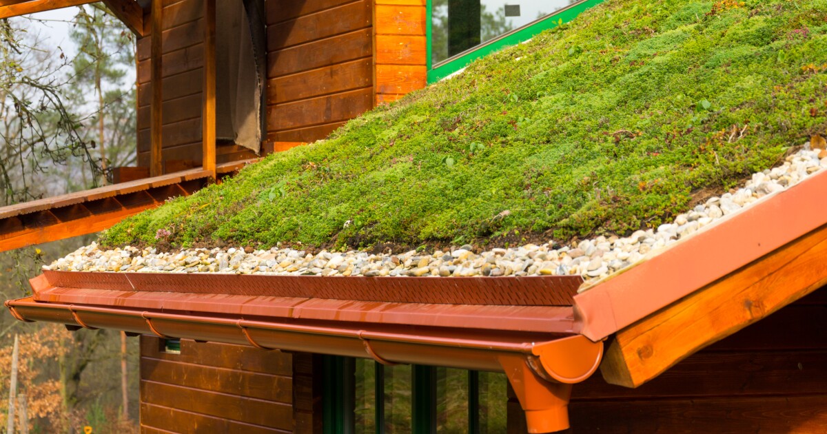 Domotej: el sistema mexicano de techos verdes de bajo costo en Chiapas