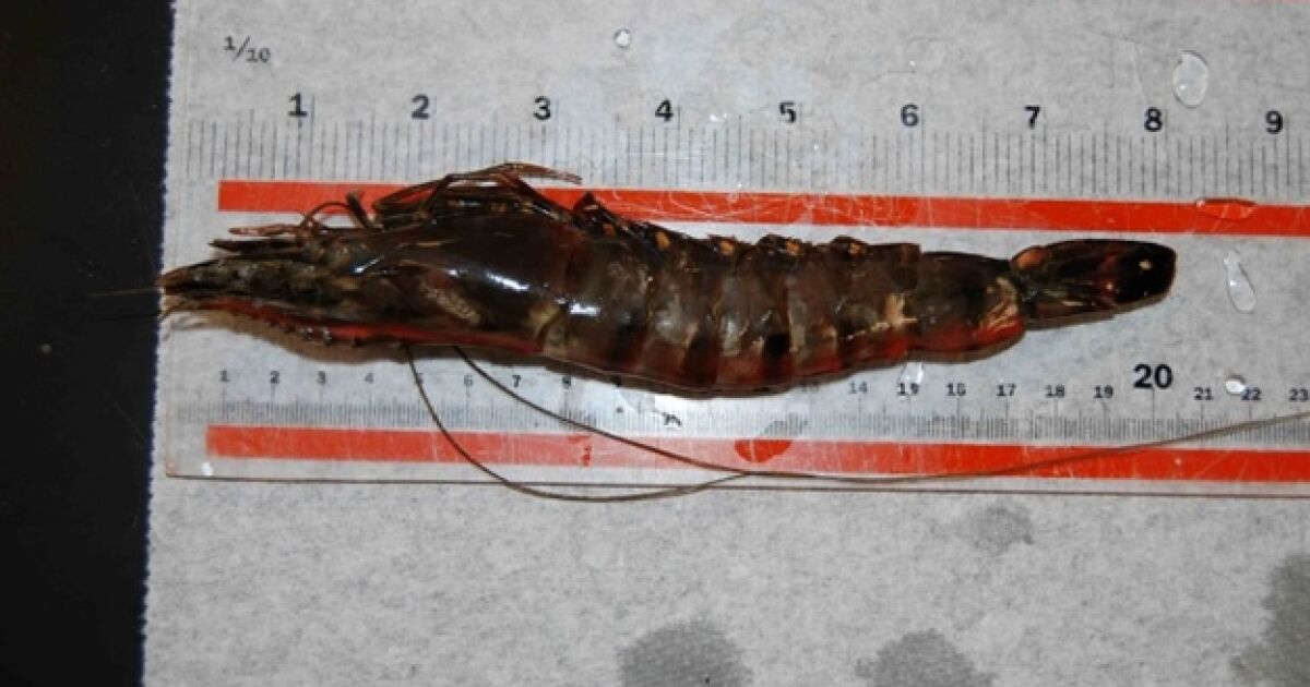 Camarones de hasta 30 centímetros de largo invaden costas de EU