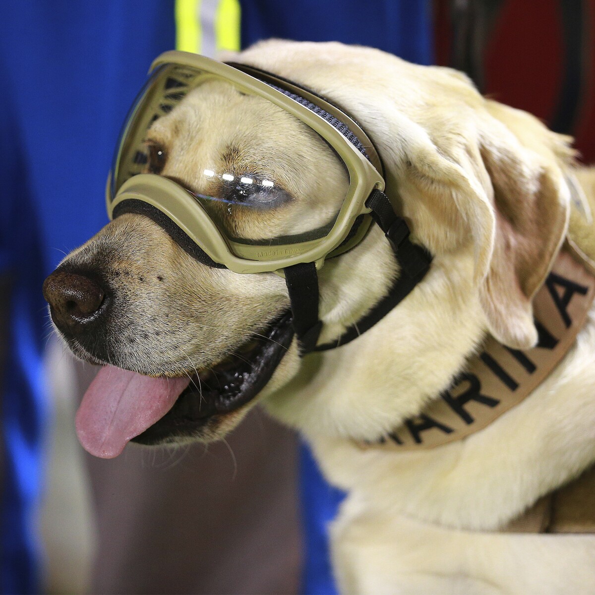 La perrita Frida fue la más aplaudida del desfile militar