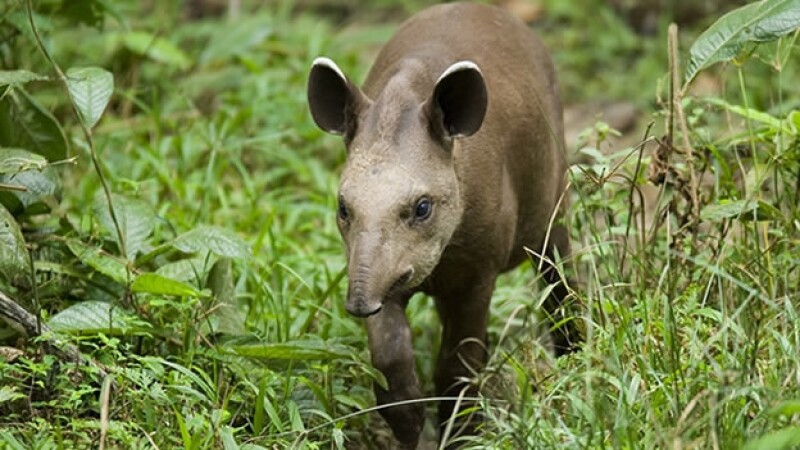 Científicos descubren una nueva especie de tapir en la selva amazónica