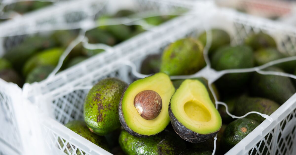 México y EU acuerdan que Sader supervise los huertos de aguacate para ...