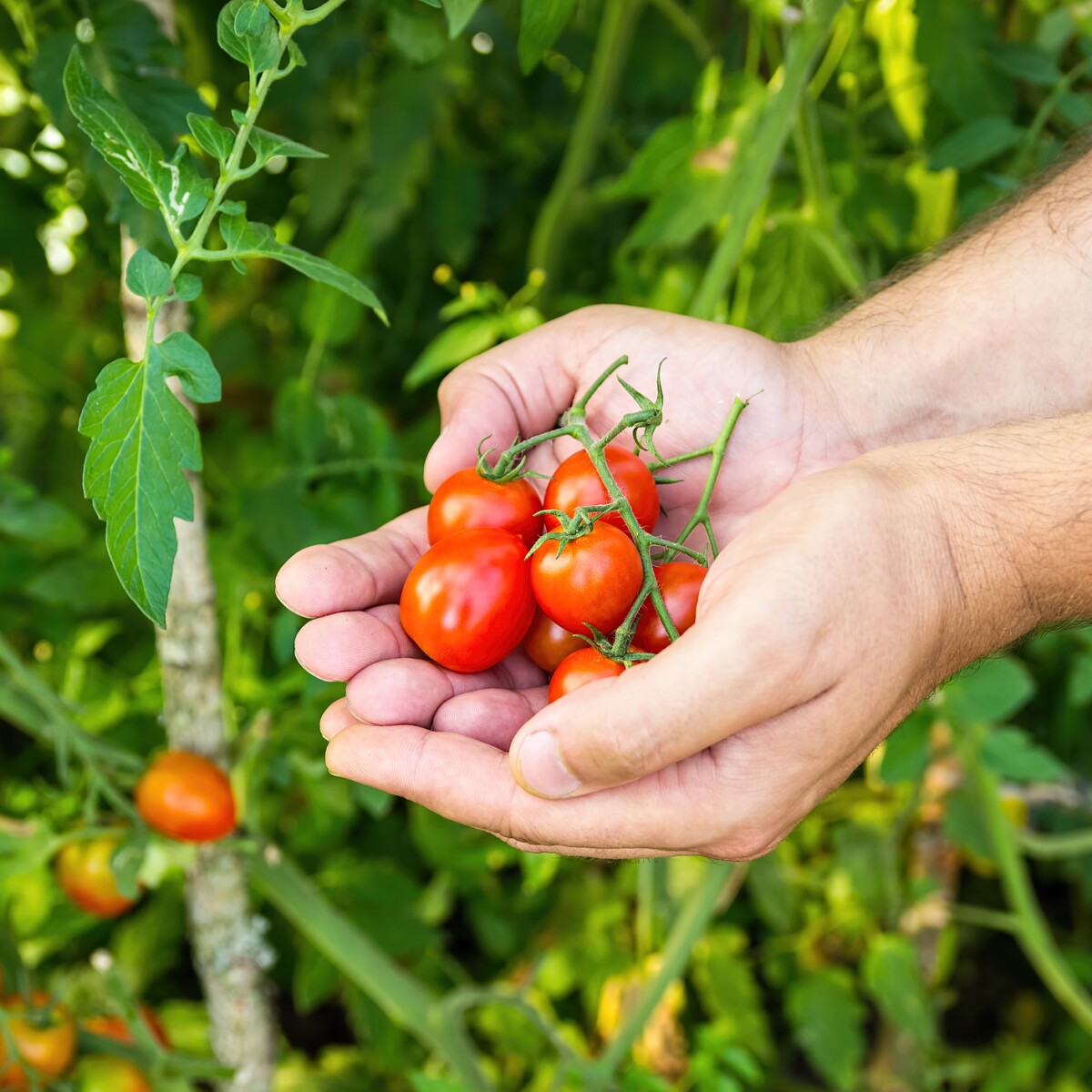 NatureSweet tiene un plan para crecer con 'mini tomates' en México