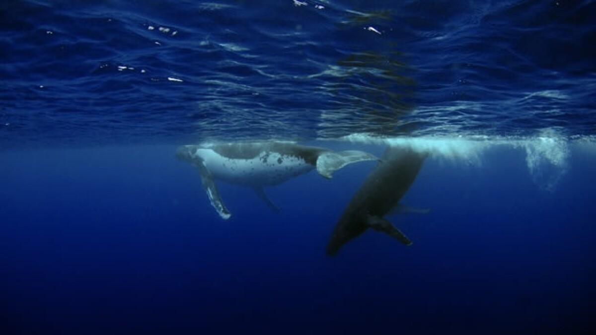 ¿Cómo funciona el 'radar' de las ballenas? Un fósil da algunas pistas
