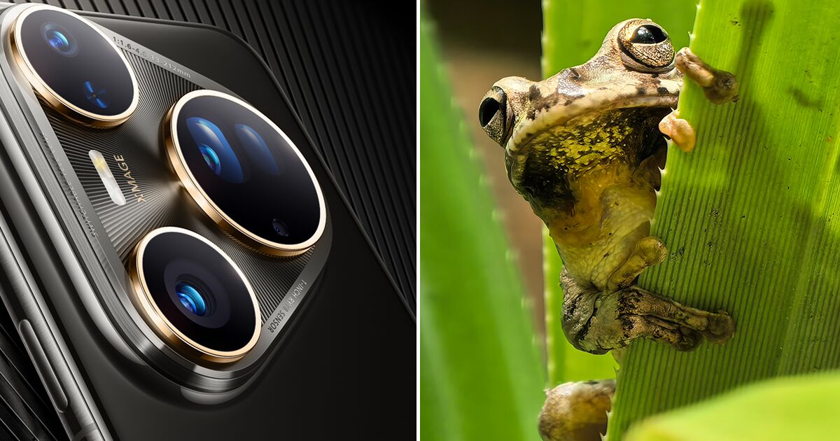 Chinacofre only xxx extended dark locks with a lovely face