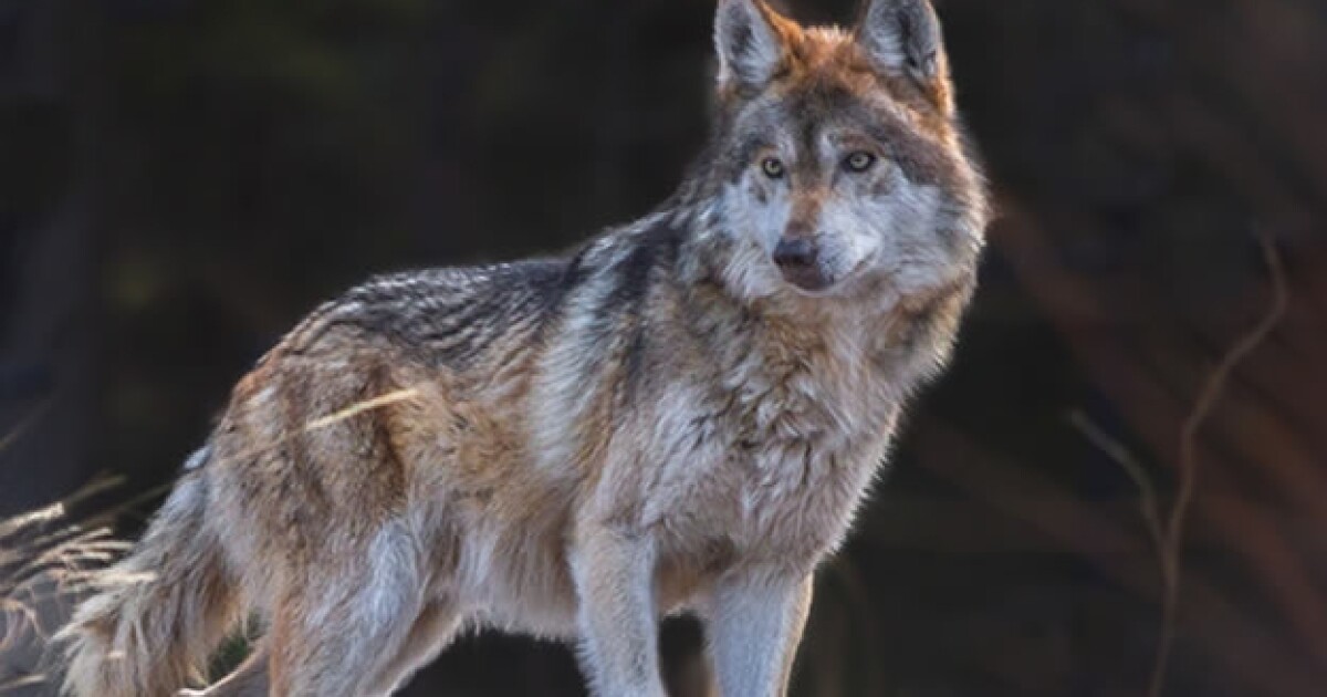 El lobo mexicano, ¿podrá volver a existir en su hábitat natural?