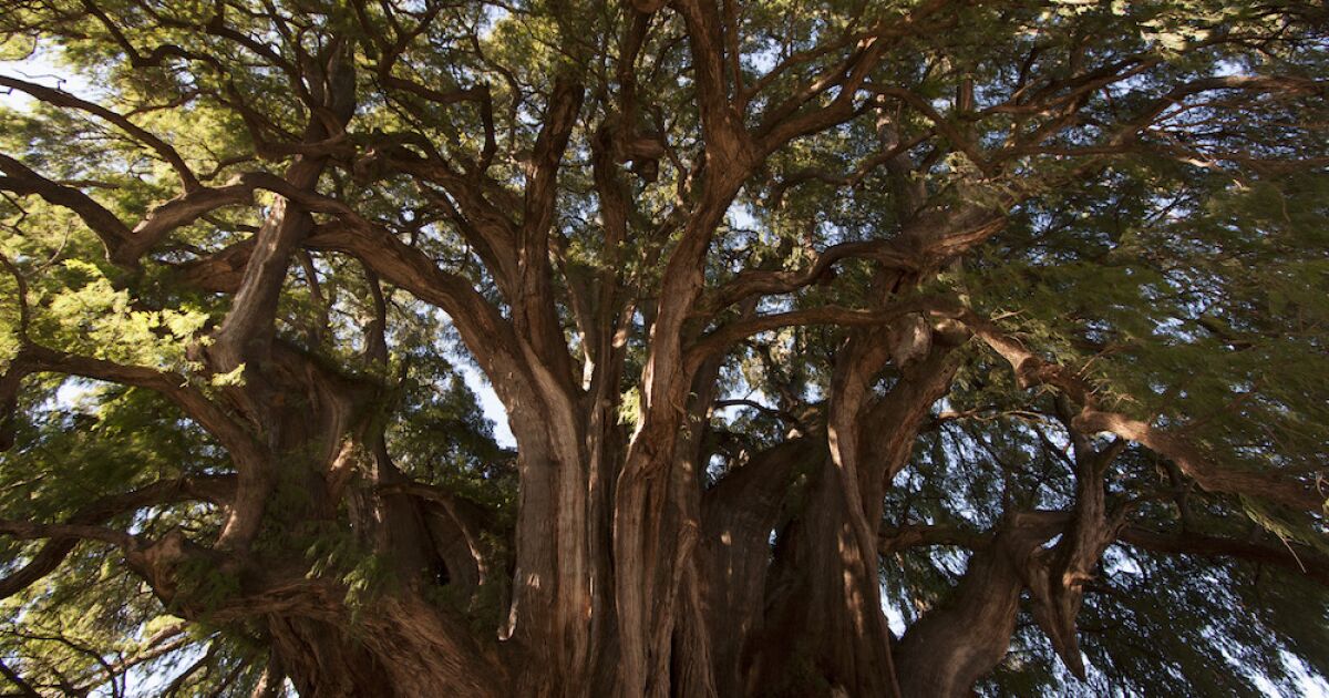 Un ahuehuete, el árbol que ahora estará en la glorieta de La Palma