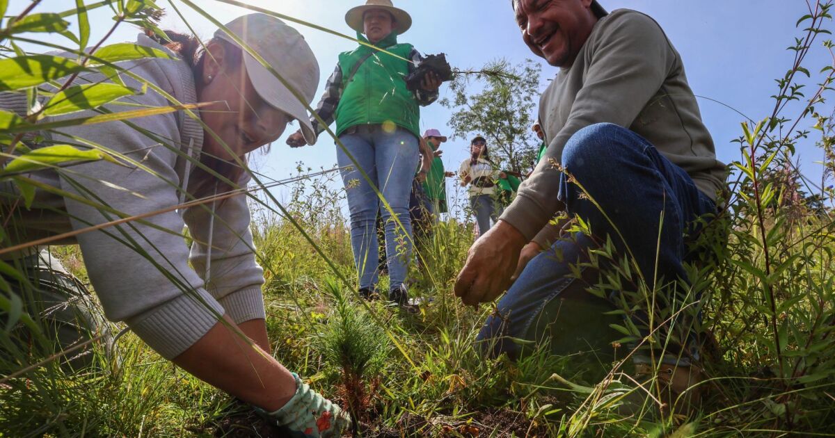 Ocho estados arrancan restauración ambiental en 9.2 millones de ...