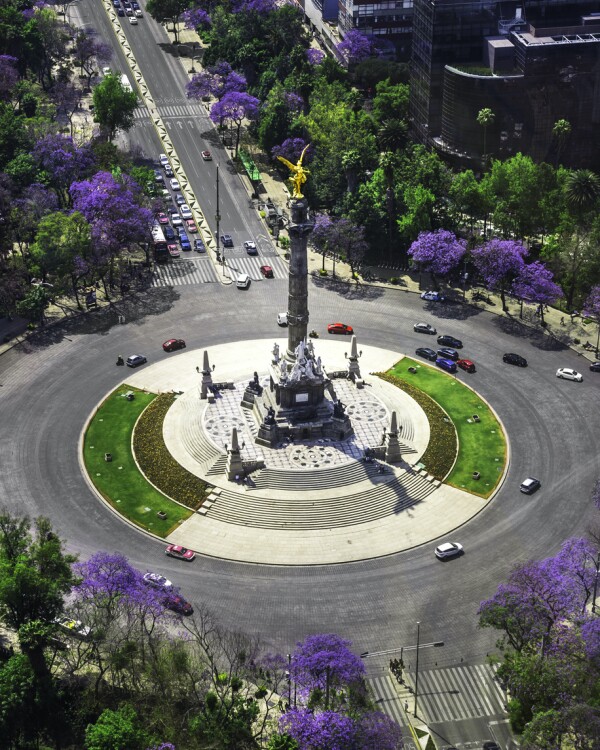 Los mejores spots para ver jacarandas en la CDMX (antes de que termine ...