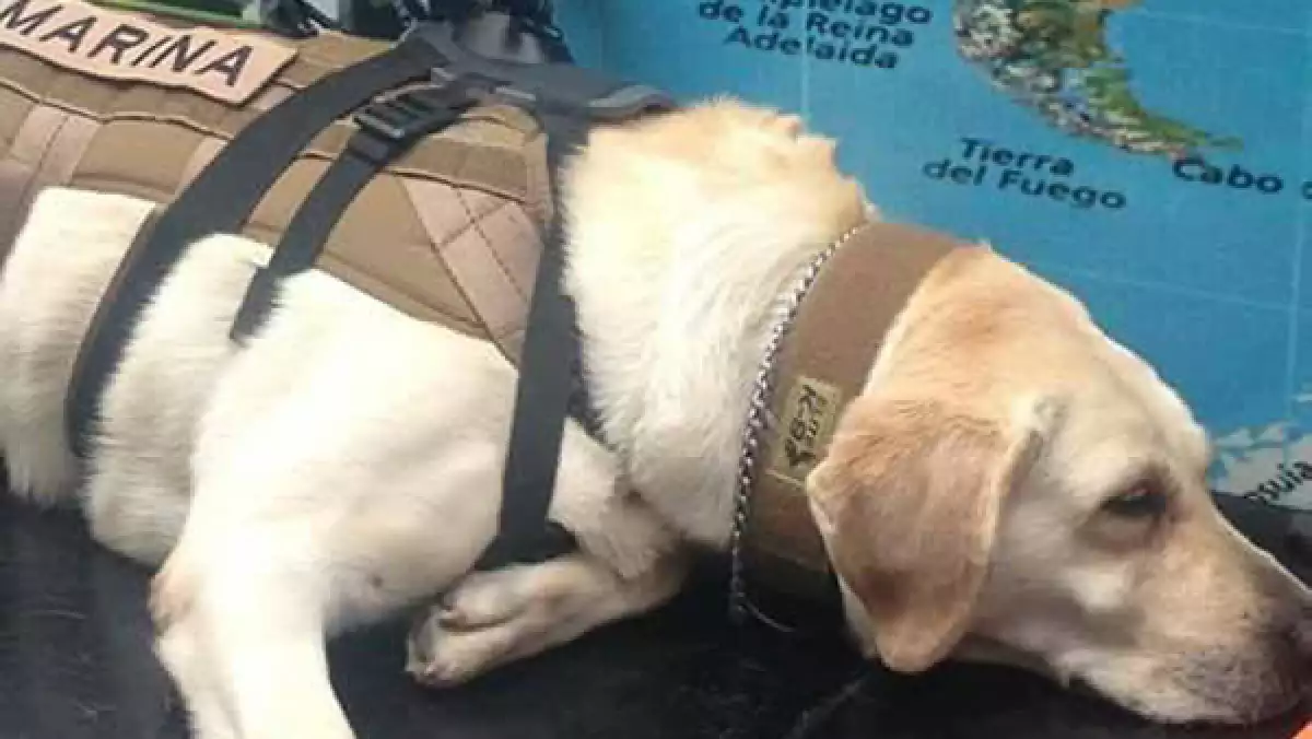 Conoce a Frida, el perro de rescate que se hizo viral por su labor de ...